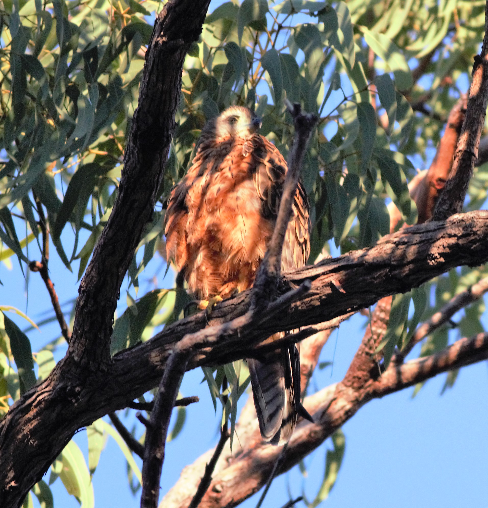 sunshinecoastbirds: North Queensland Road Trip Winter 2020 – Red ...