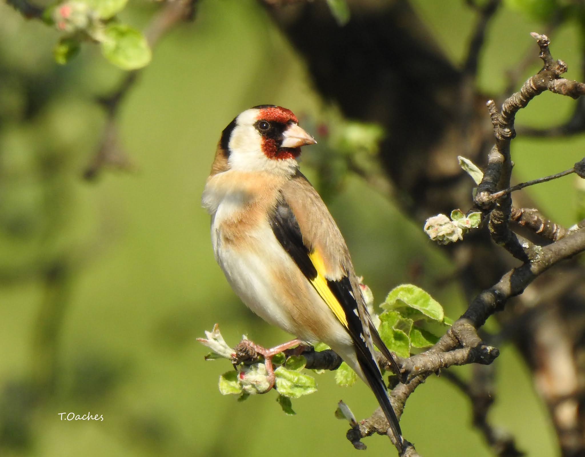 PASARI DIN ROMANIA: STICLETE(1), Carduelis carduelis