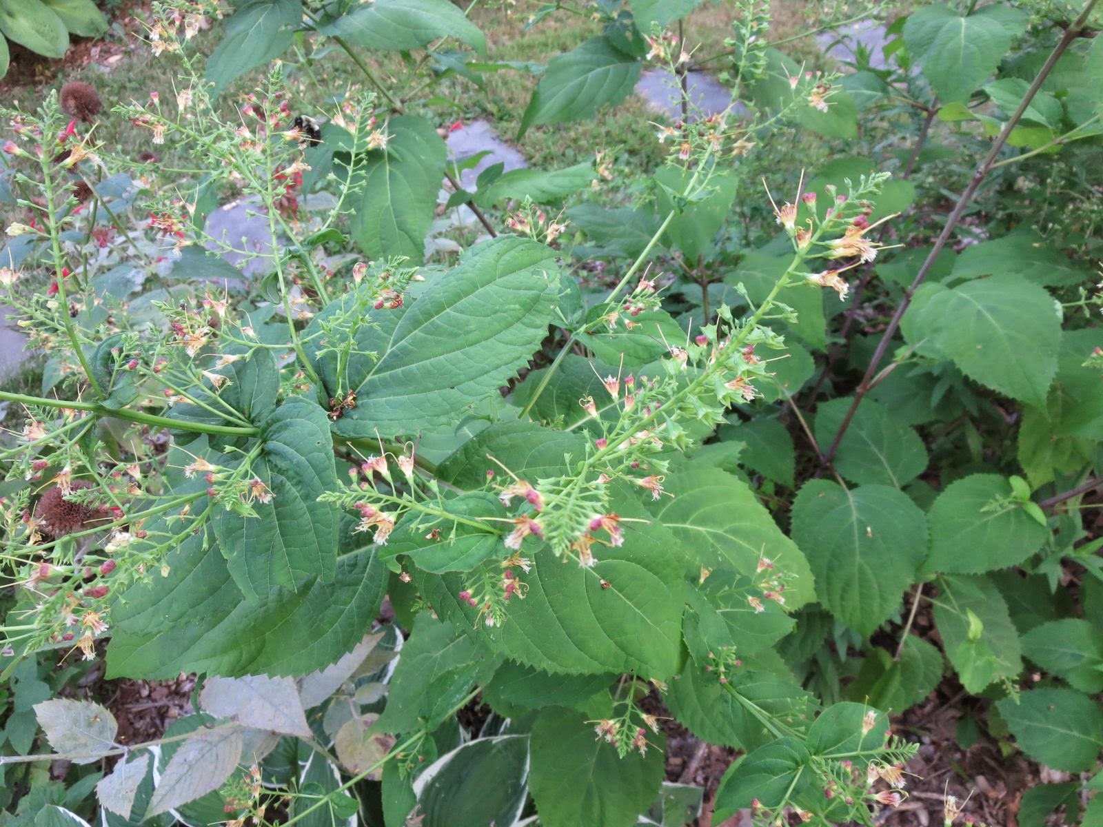 Princeton Nature Notes: The Richness of Richweed