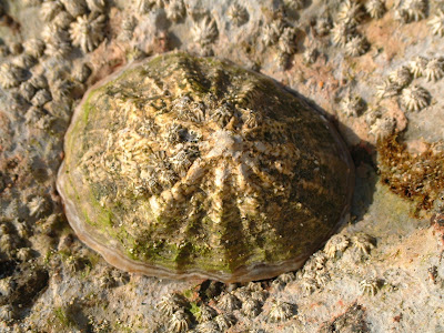 La Chachipedia: Moluscos