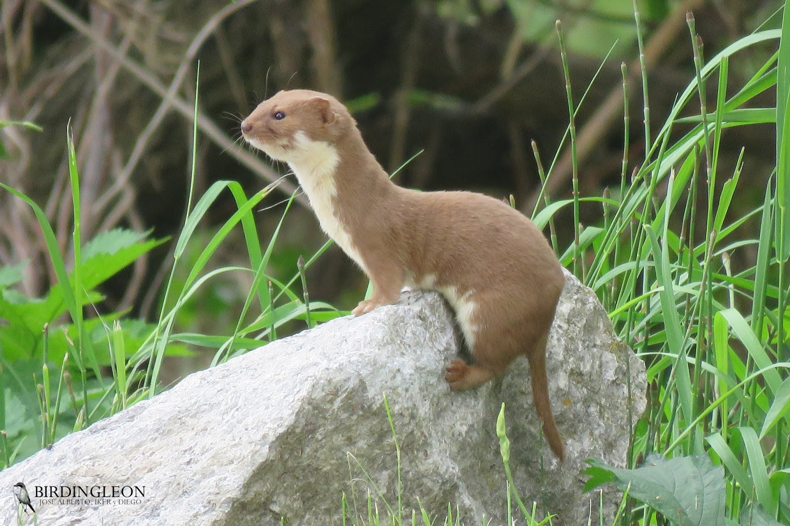BIRDINGLEON: COMADREJA, la pequeña matadora