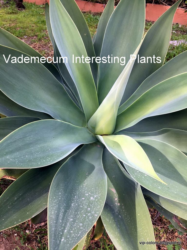 Vademecum Interesting Plants: Agave (soorten) - Agawa (gatunki)