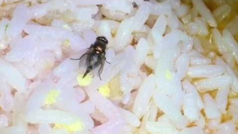 O Que Acontece Quando Uma Mosca Pousa Na Sua Comida? - Saúde & Conhecimento