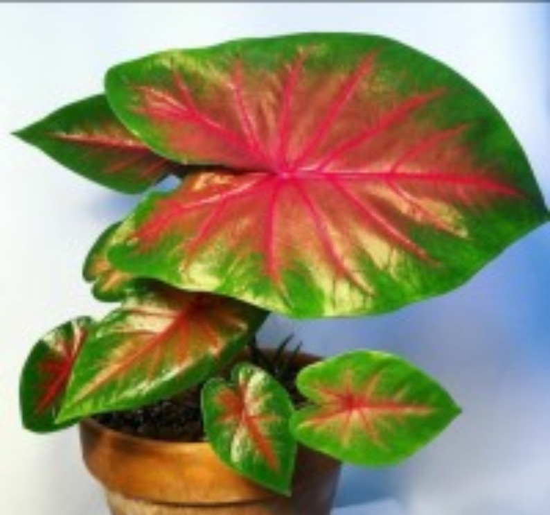 Jenis-jenis Tanaman Hias Caladium Dari Termurah Sampai Termahal