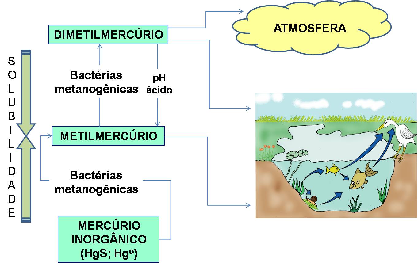 BioRocha: Excertos da Tese: Avaliação da genotoxicidade do cloreto de ...