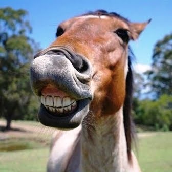 10 Gambar Meme Lucu Lebaran Kuda | Gambar Top 10