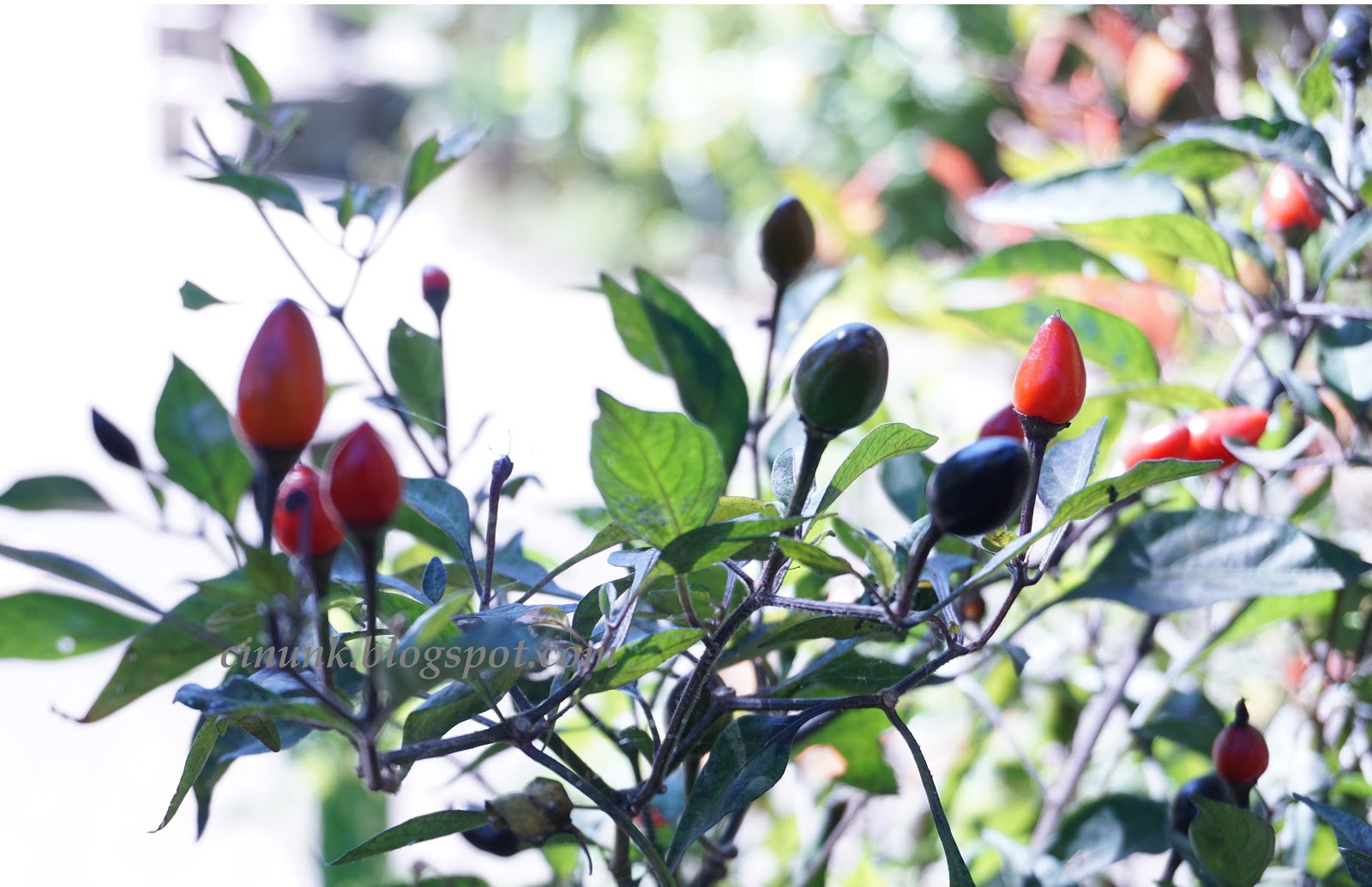 enyong ngeblog bro..: Mengenal Cabe Hitam