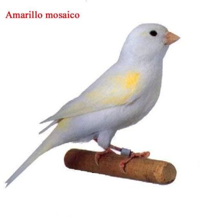 Razas de canarios | Miguel Angel Diaz Guillén | EducaMadrid