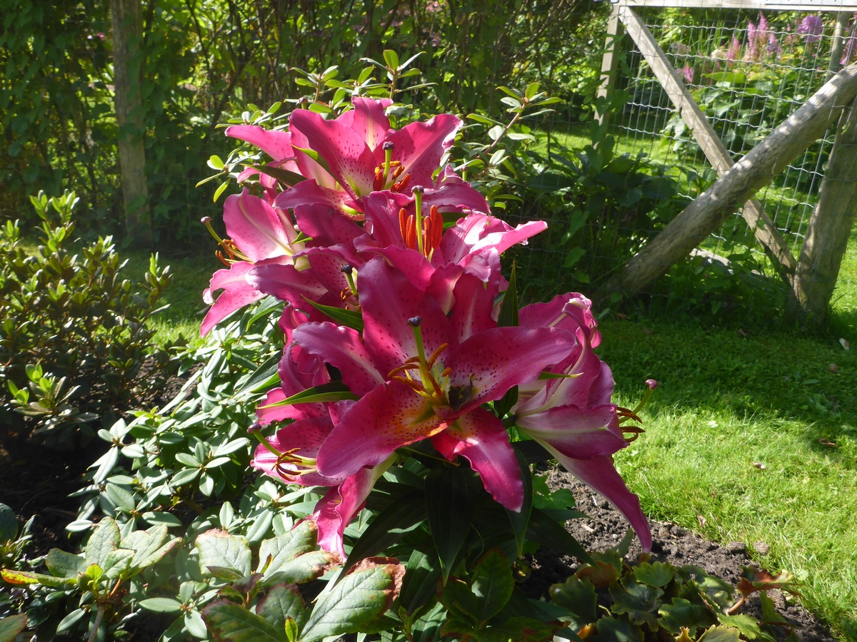 Høneballehaven på Samsø og Hellerupvej på Fyn: Aktuelt og liljer