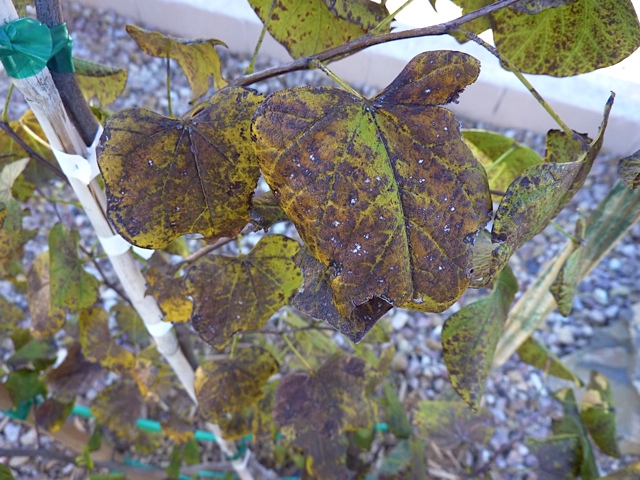 Redbud Tree Problems