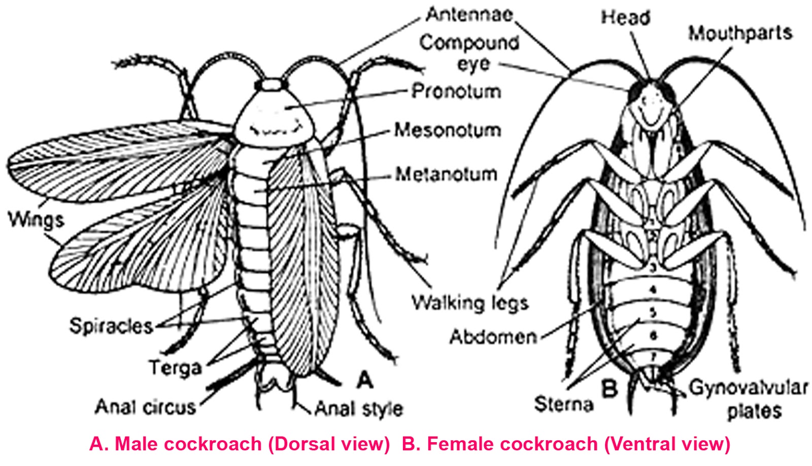 B. Sc. - II Animal Diversity- IV (Old) : Cockroach (Periplaneta ...
