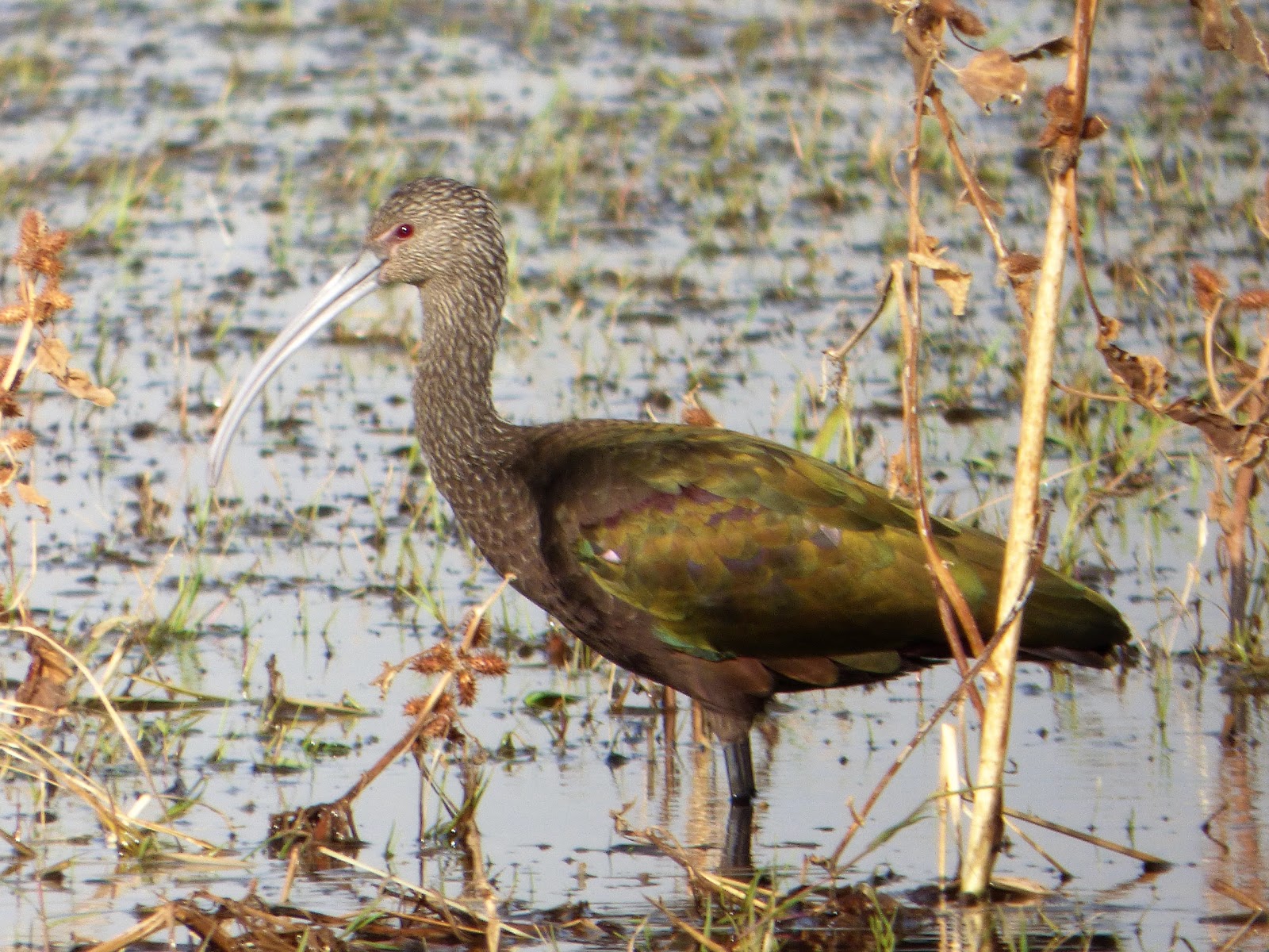 Geotripper's California Birds: White-faced Ibis at the Merced National ...