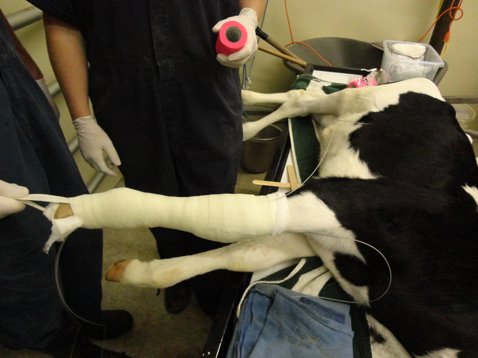 A Day in the Life of a Cow Vet: Preemie Problems