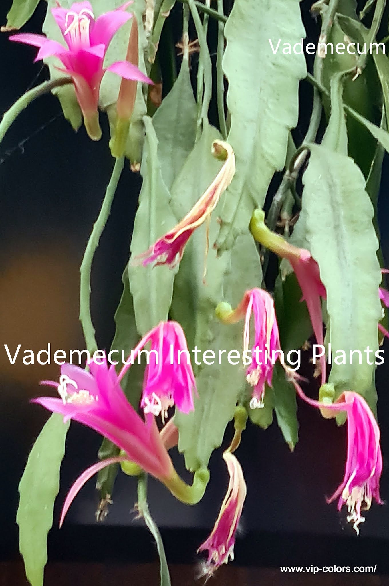 Vademecum Interesting Plants: Disocactus nelsonii - (Disokaktus Nelsona)