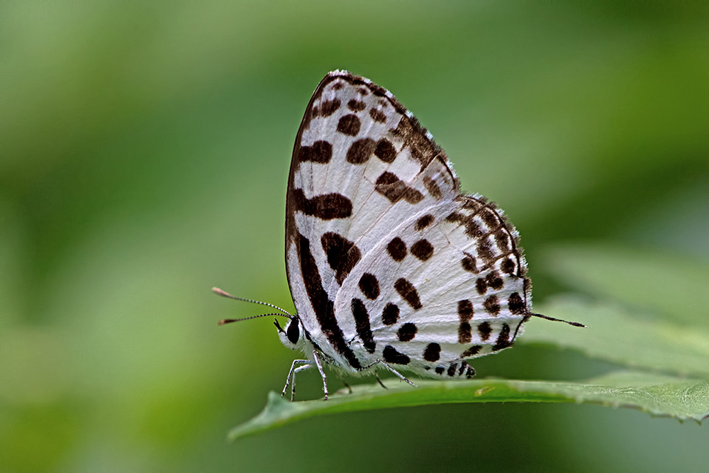 Castalius rosimon DATASHEET | BugsAlive