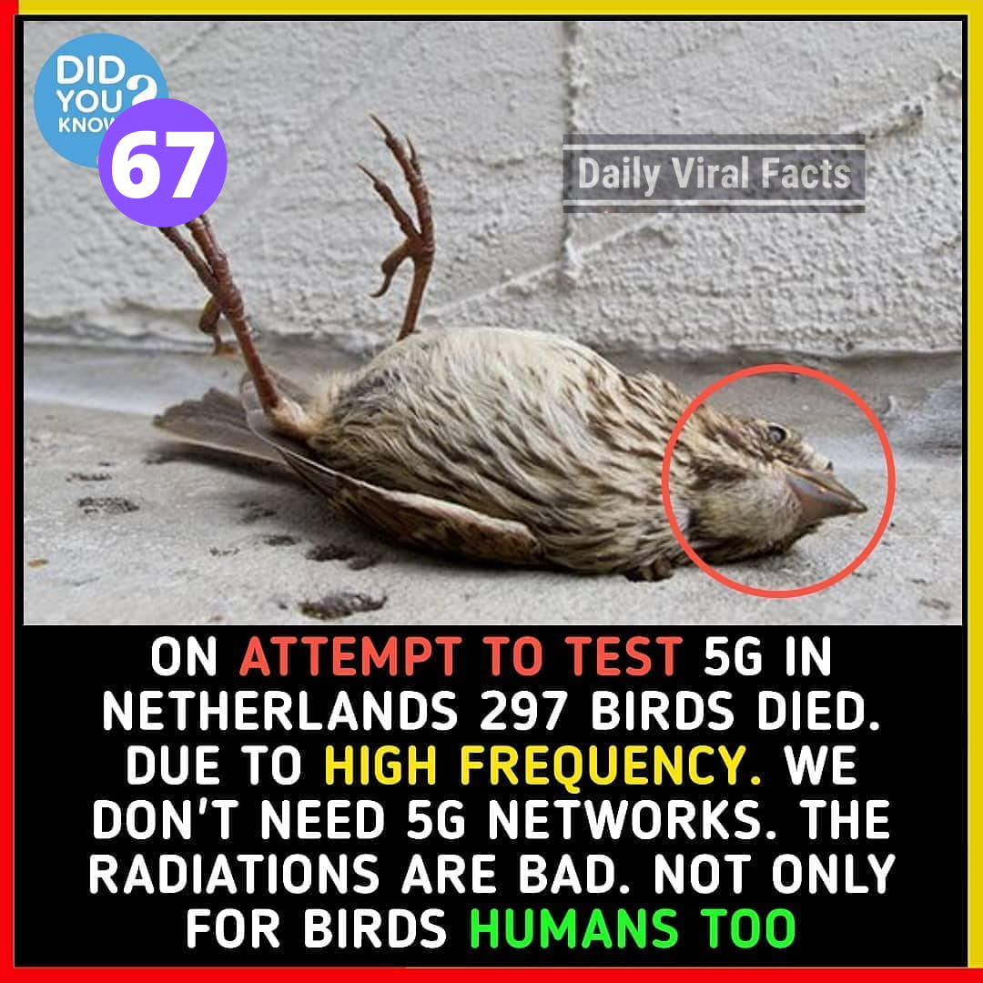 [100+] Amazing Facts That You Should Know #7