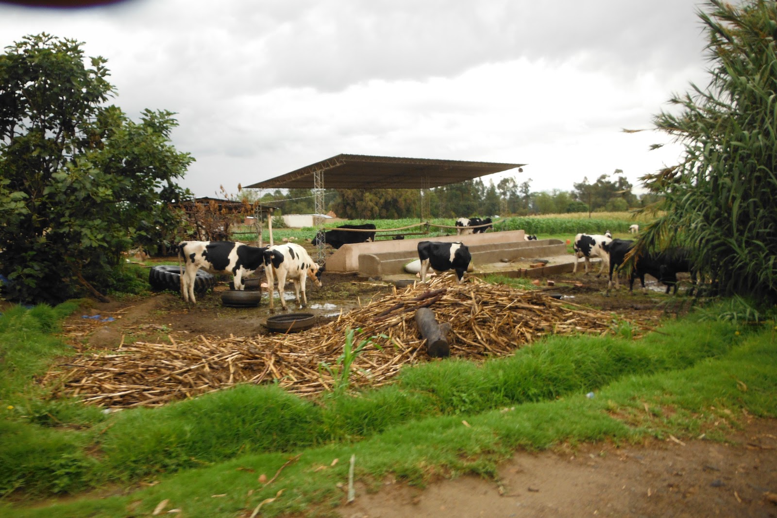 Boohers In Bolivia: A Visit to the Campo