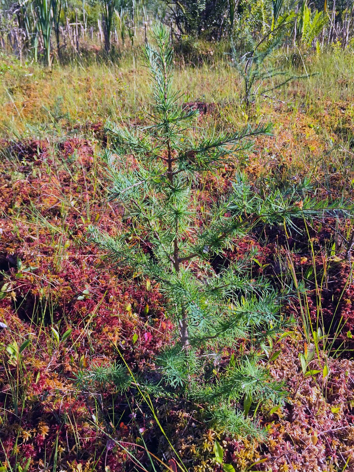 Replant.ca Environmental: The Tamarack tree (Larix laricina)