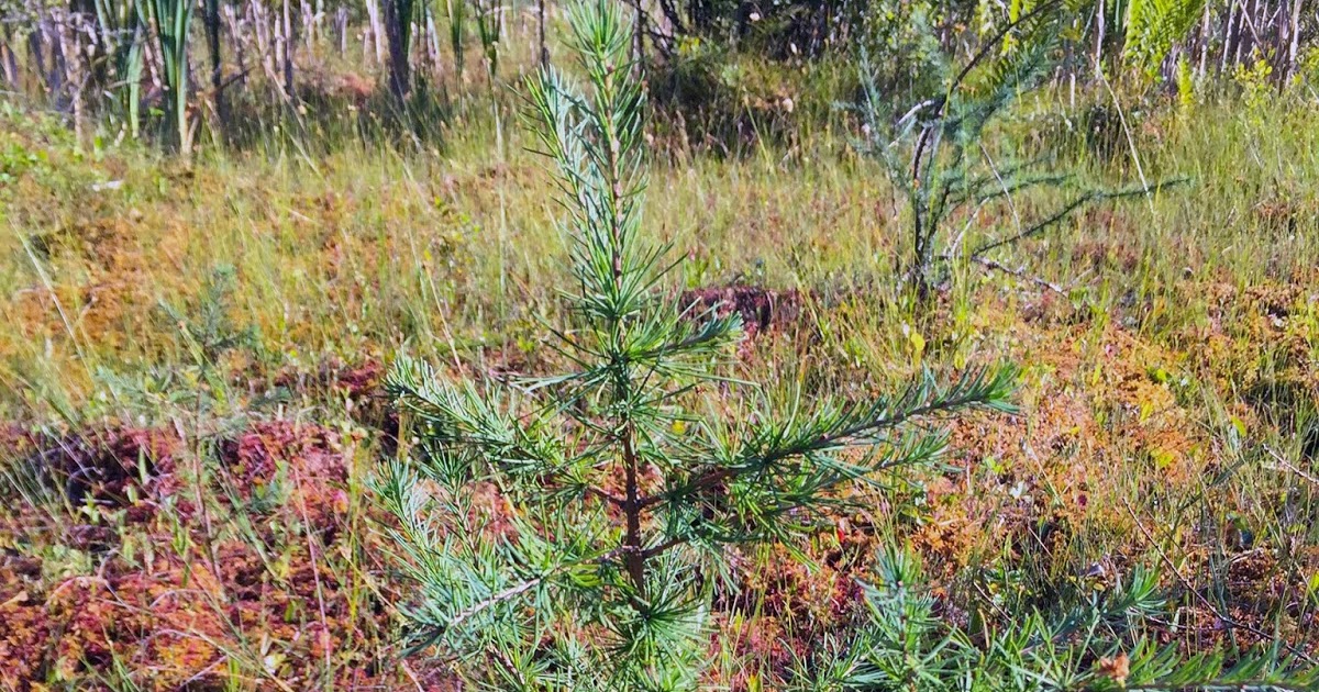 Replant.ca Environmental: The Tamarack tree (Larix laricina)