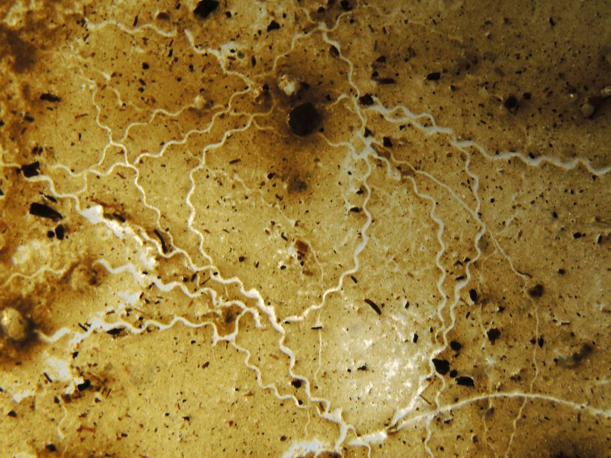 Queensland Coast: The Life of Biting Sandflies