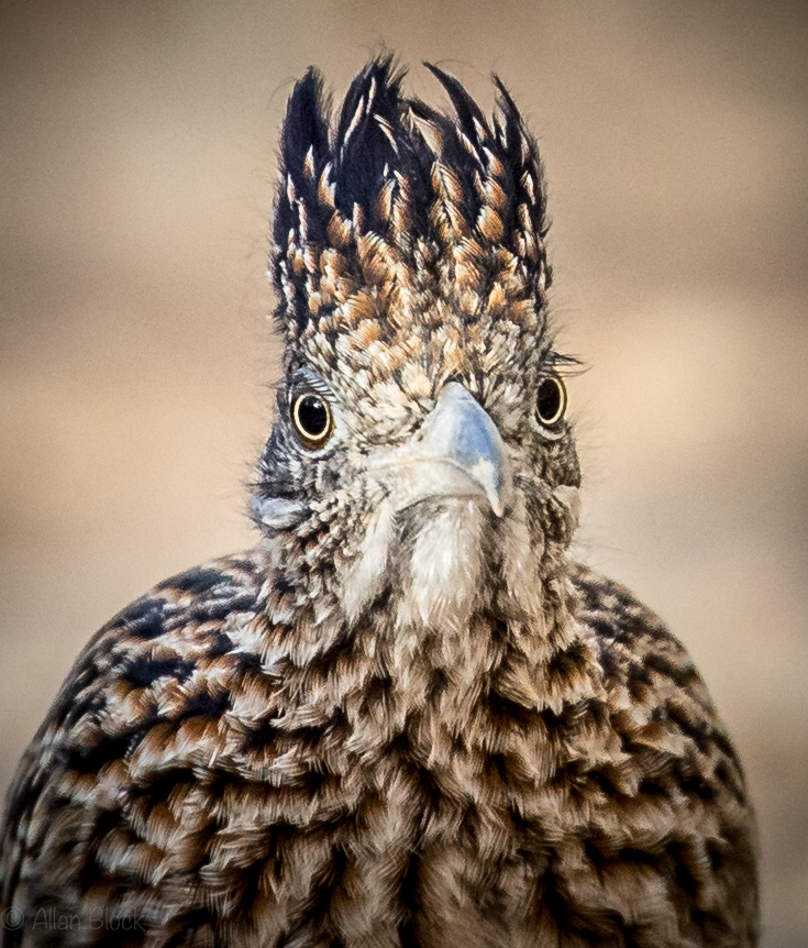 Feather Tailed Stories: Roadrunner