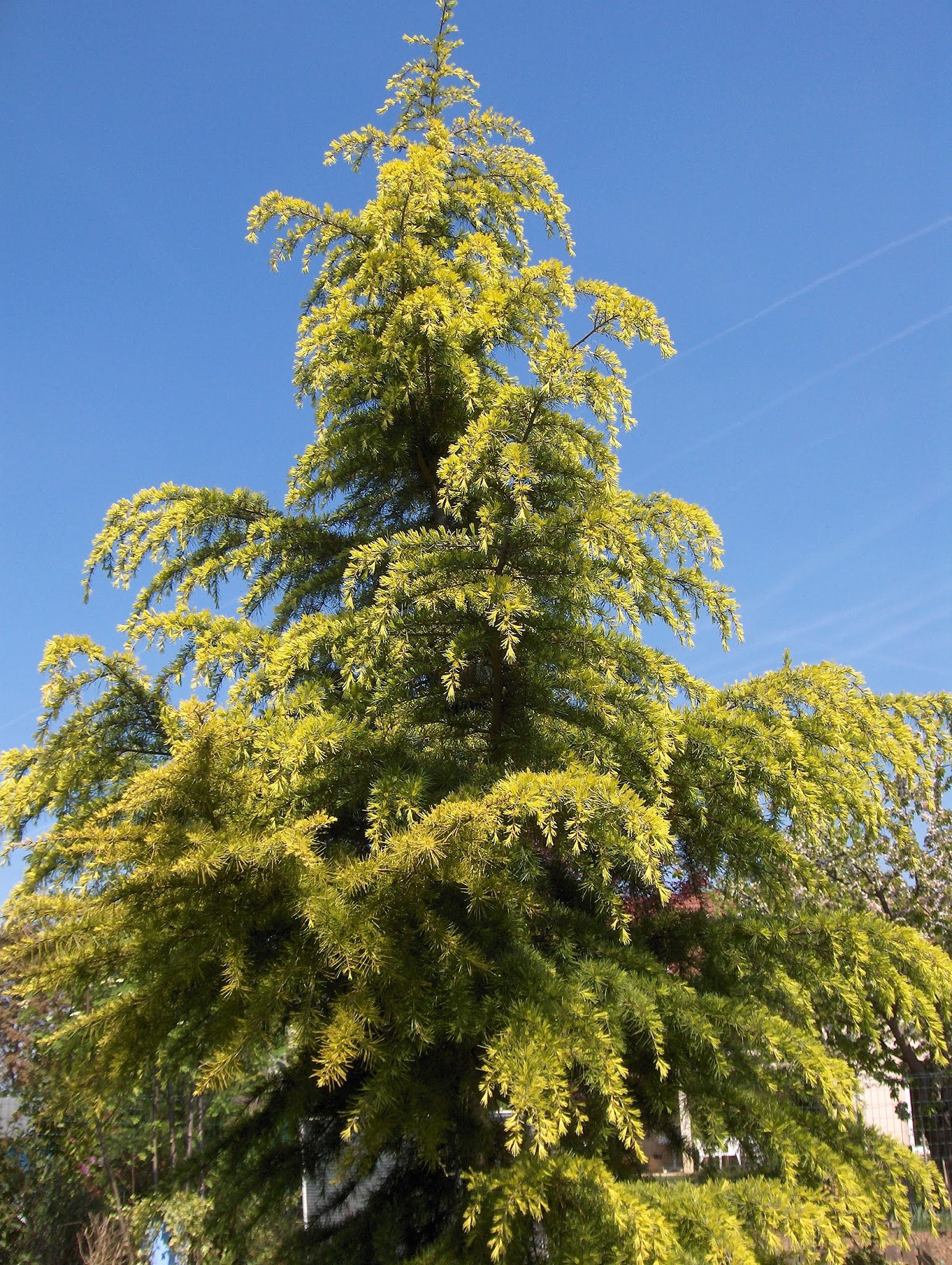 Mes arbres en photo. My trees photo. 私の木々の写真: Cedrus deodara (Cedre de ...