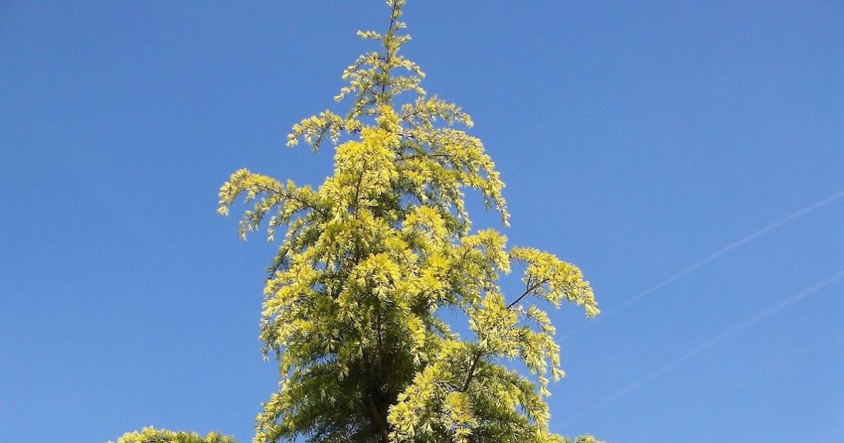 Mes arbres en photo. My trees photo. 私の木々の写真: Cedrus deodara (Cedre de ...
