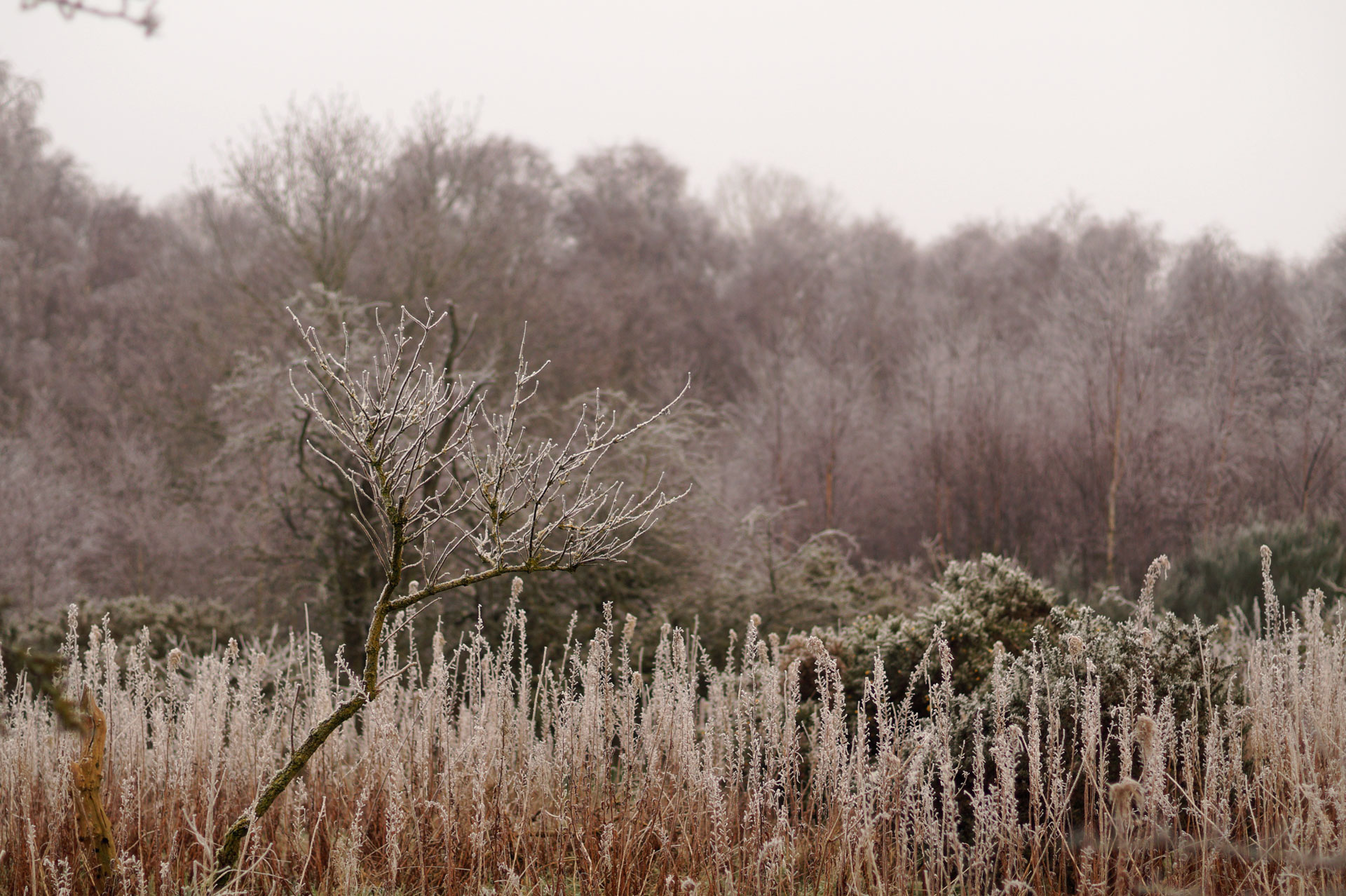 Frost pocket - Sophie in the Sticks