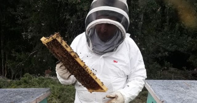 Detectan foco de Loque Americana