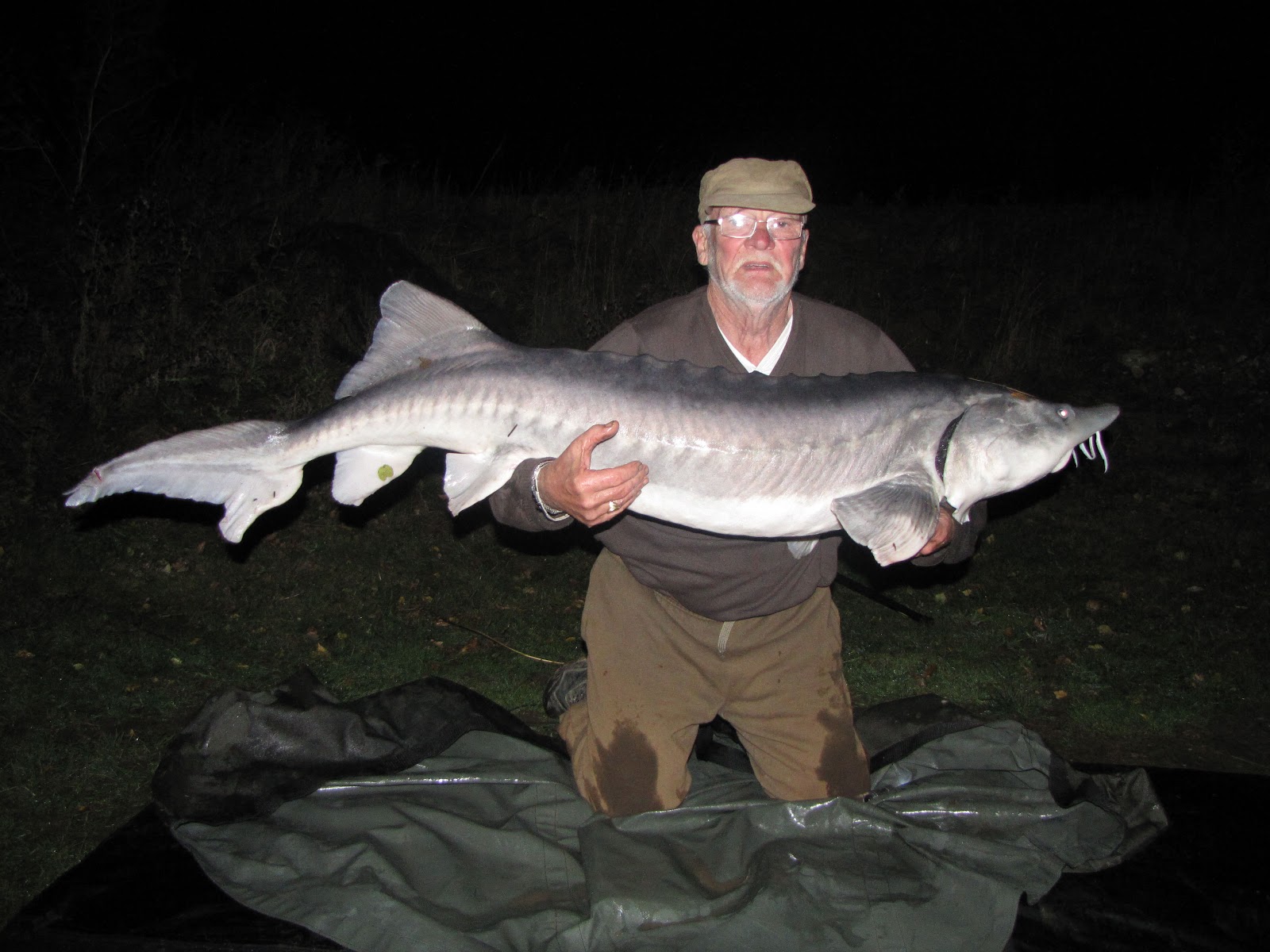 Travelling Man: Three monster sturgeon captured.