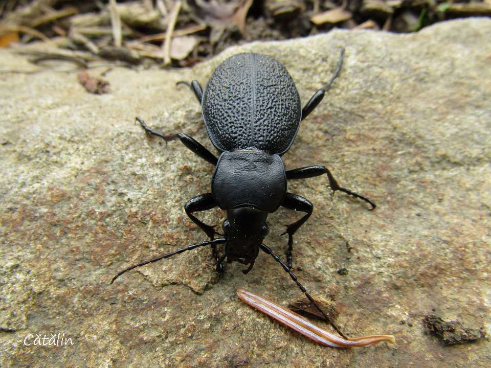 Beetles from Romania: Carabus (Procustes) coriaceus