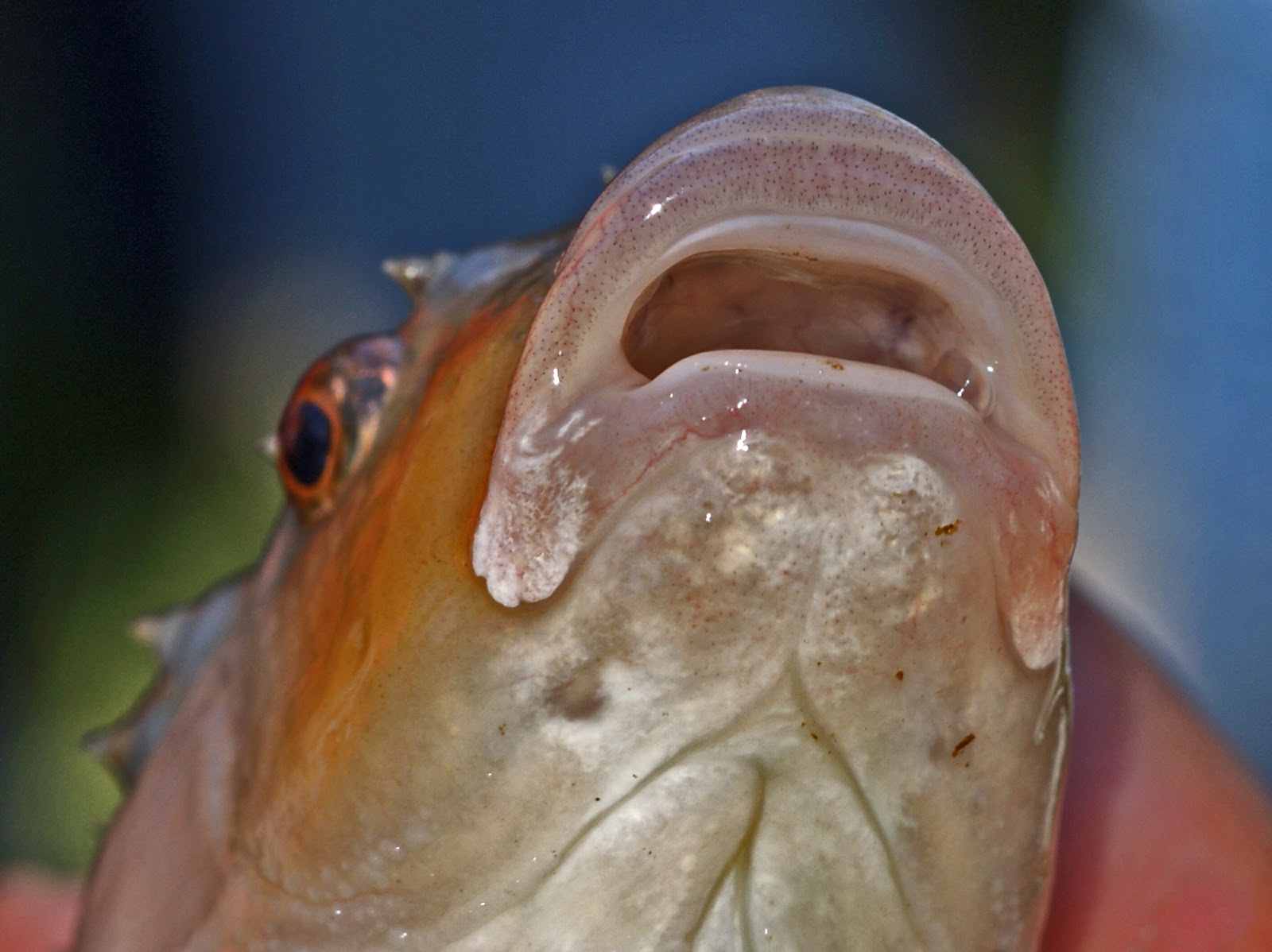 Virginia Tech Ichthyology Class : A Fish Artist in Each of Us