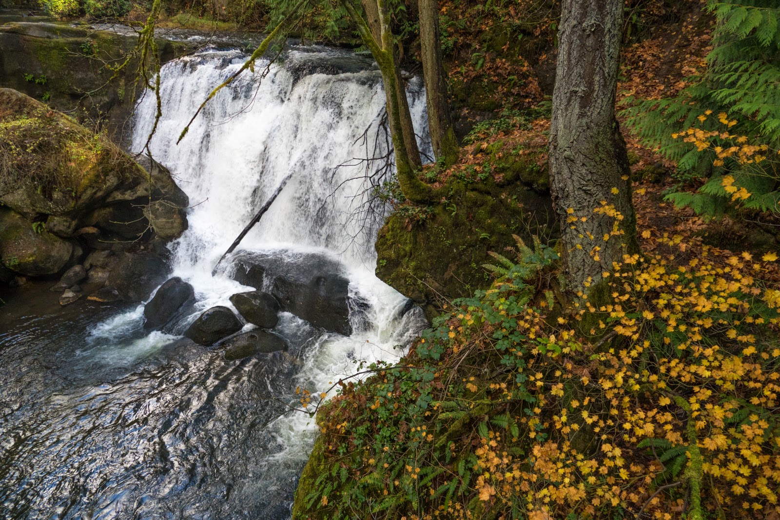 Chaikins of Bellingham: Whatcom Falls Park Walk