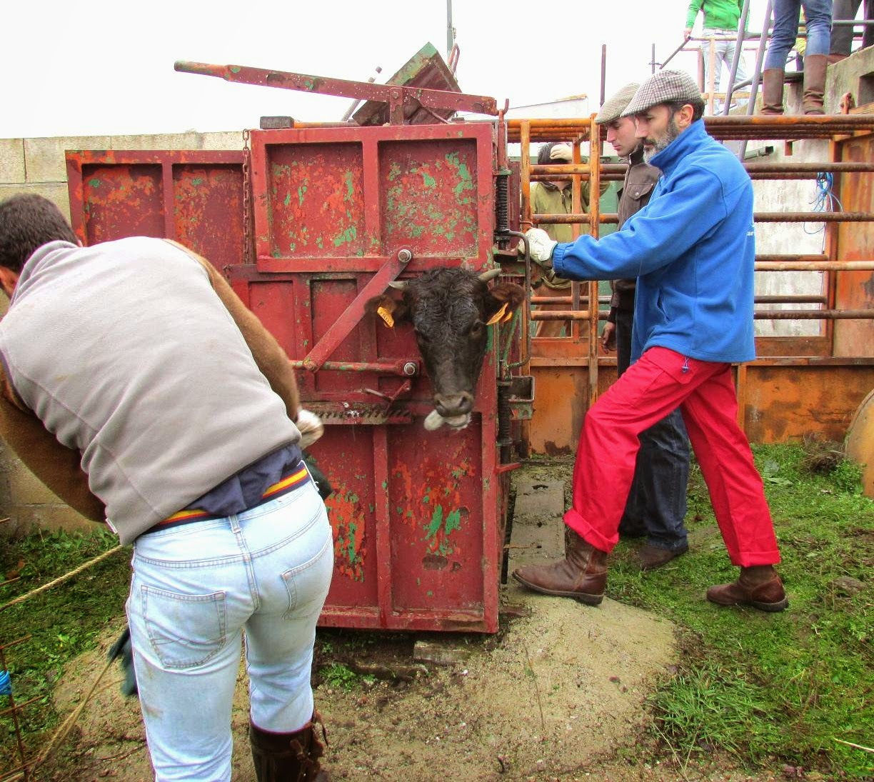 DE CATAFALCO Y ORO: MAÑANA DE HERRADERO EN EL CAMPO CHARRO,GANADERIA DE ...