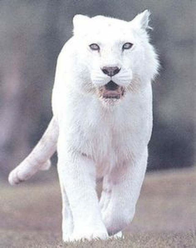 A-Z List of 125 Rare Albino Animals [Pics] - Our World Stuff