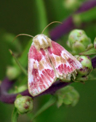 Lake County Naturalist: Butterflies, Moths, and...?