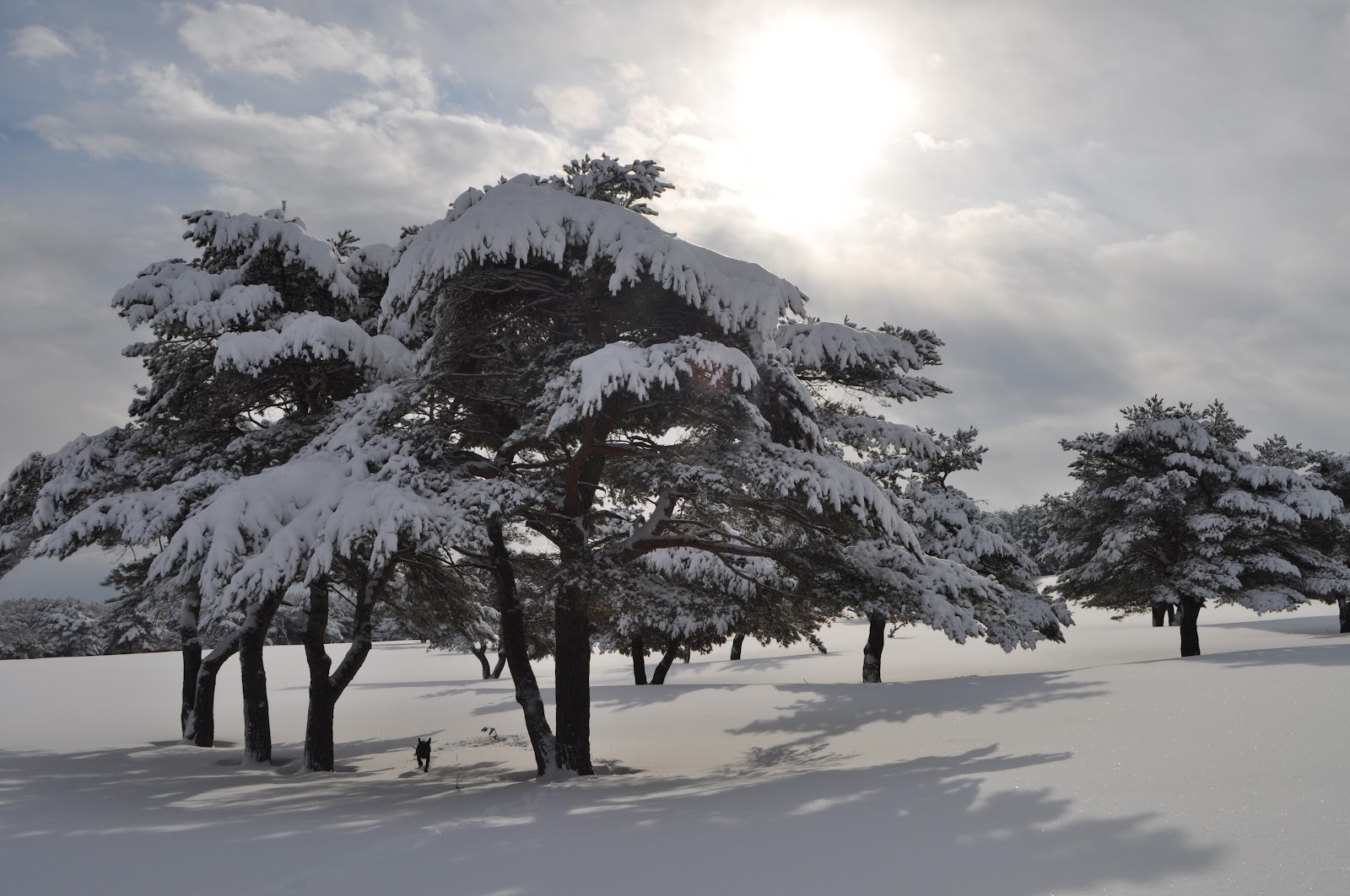 Japan!: More Misawa Snow