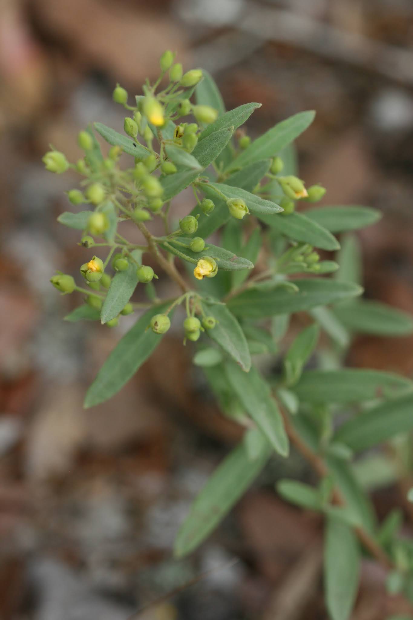 Native Florida Wildflowers: Florida Scrub Rockrose - Crocathemum nashii