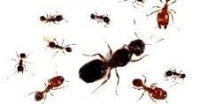 Como exterminar hormigas rojas y negras del hogar de forma casera - Yo ...