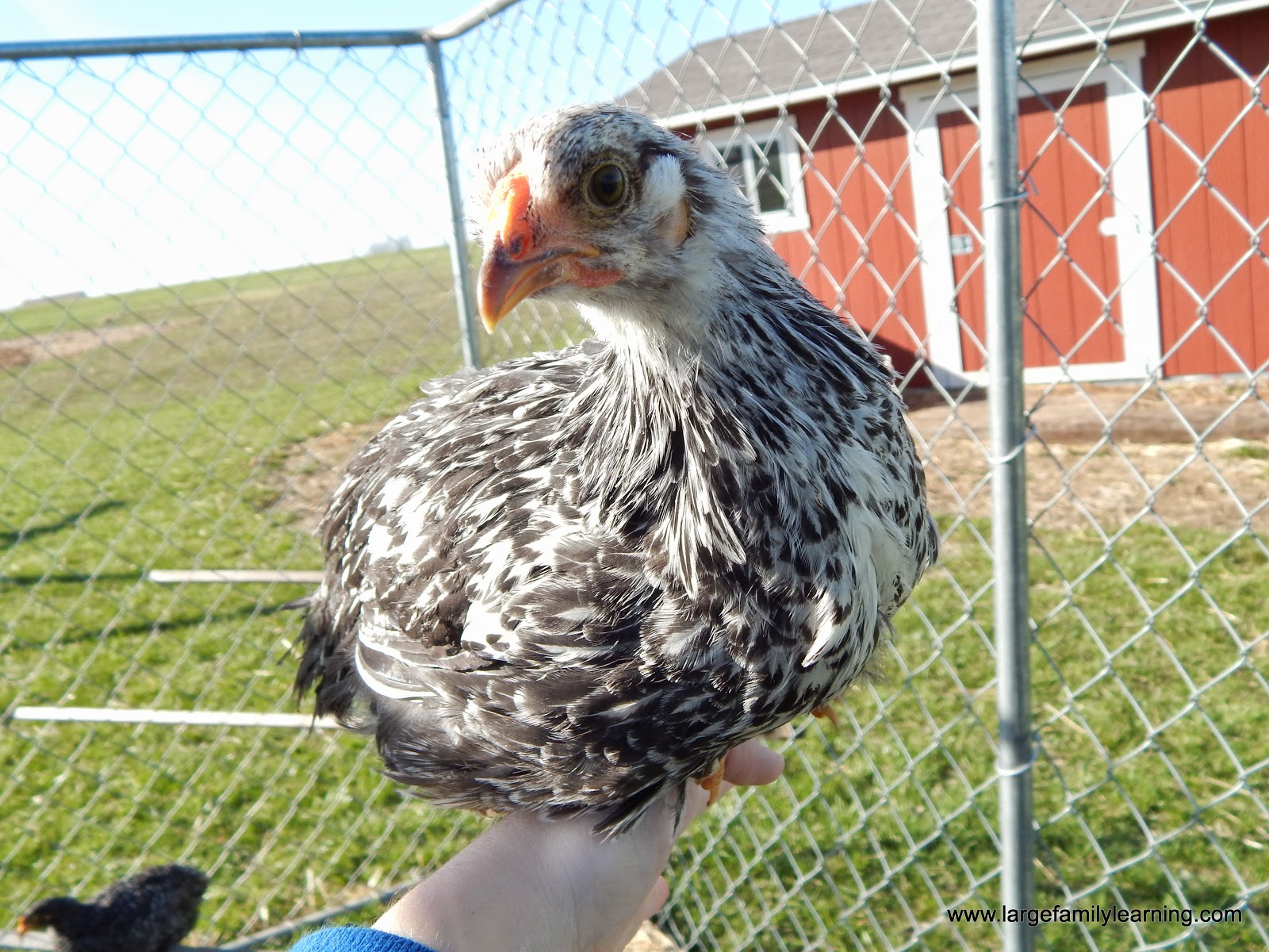 Large Family Learning : Raising Chickens: 7 Weeks Old
