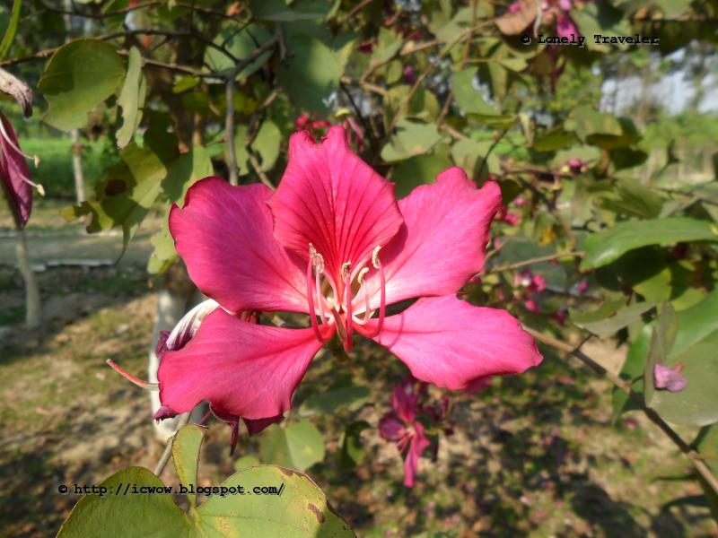 Rokto Kanchan Ful(রক্ত কাঞ্চন ফুল) - Bauhinia variegata
