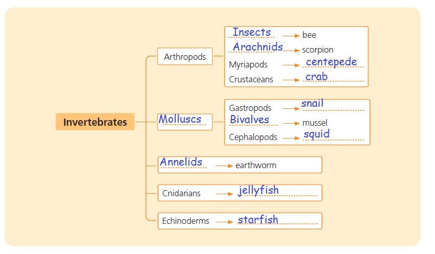 HG SCIENCE CORNER : INVERTEBRATES DIAGRAM CORRECTION