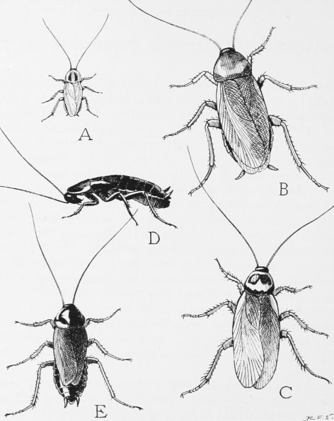 Ennyman's Territory: Cockroaches Ennyman's Territory: Cockroaches