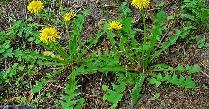 Maslačak | LEKOVI, LEKOVITO BILJE, LECENJE, SIMPTOMI