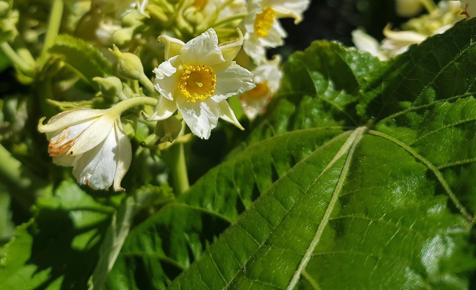 Whau flower more weedy than wow