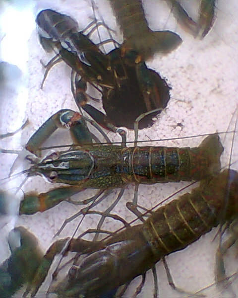 Benih Ikan Air Tawar: Udang kara blue lobster cherax cray fish