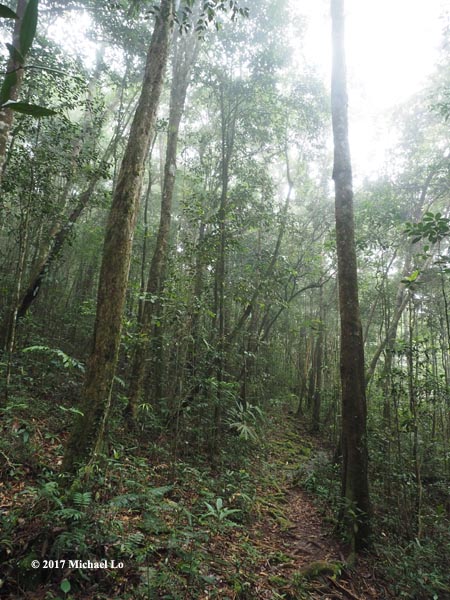 The rainforests of Borneo & Southeast Asia: Sandstone mountain of ...