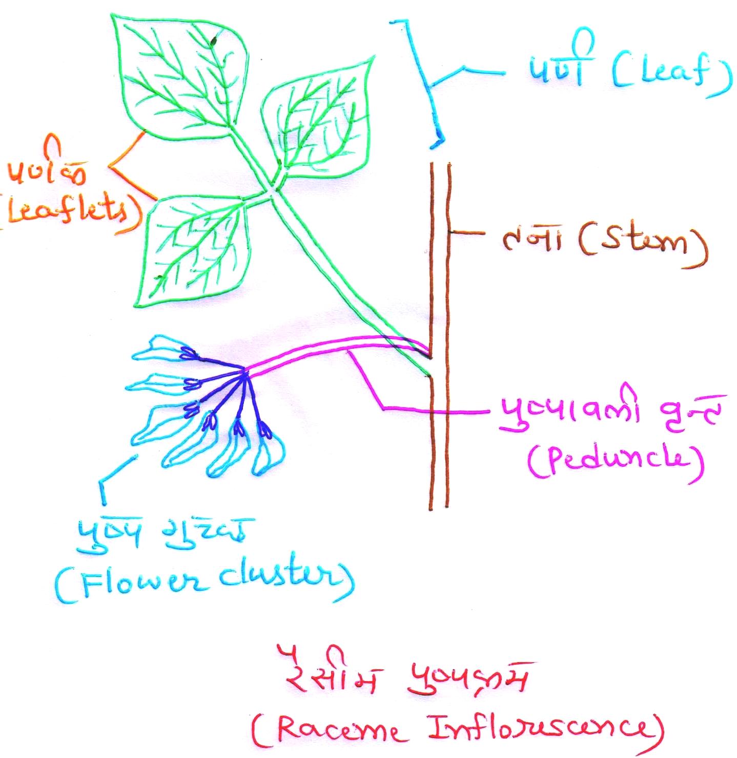 Soybean Crop Improvement