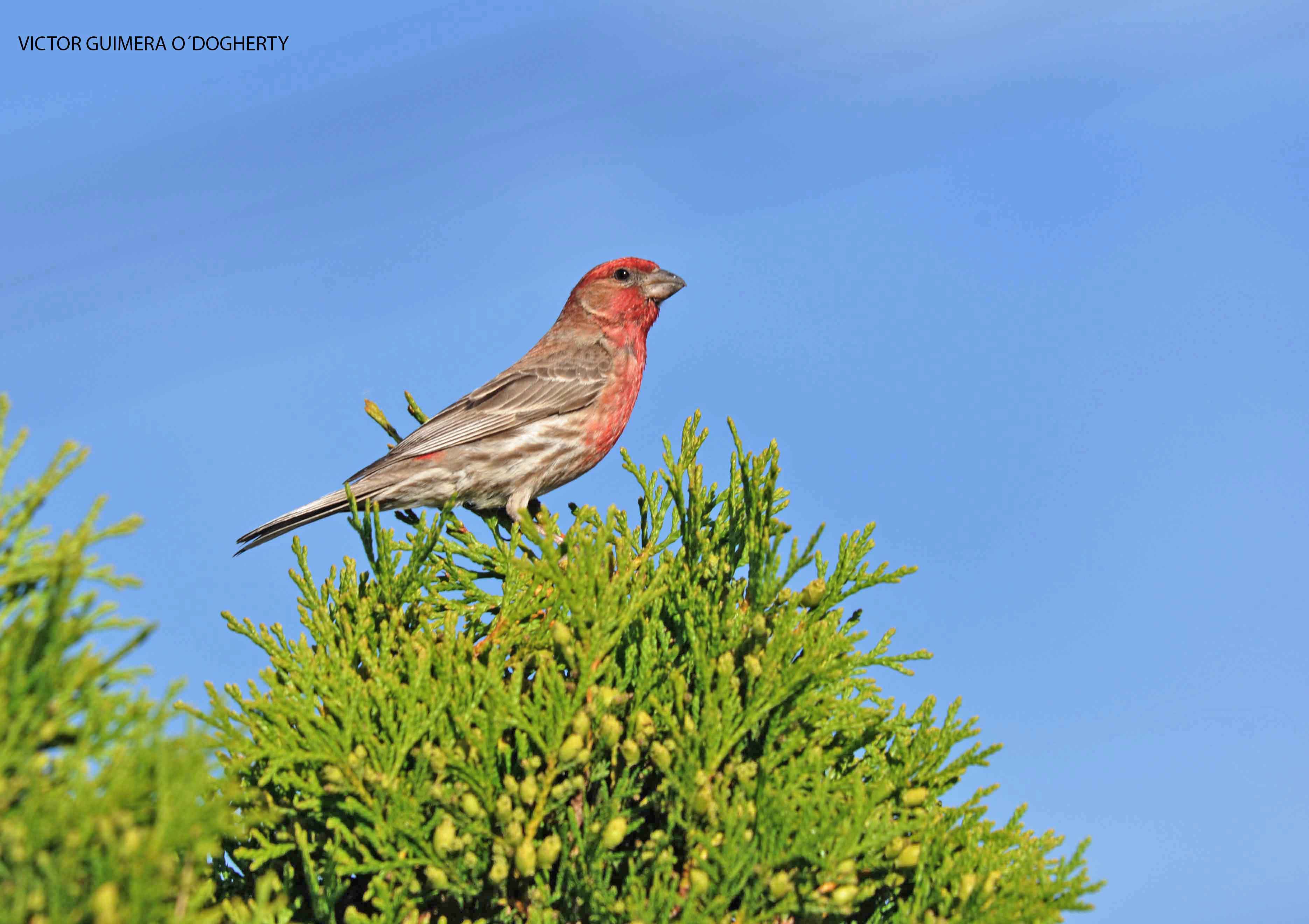 Mis imágenes de aves: CAMACHUELO MEXICANO EN WHITE CITY