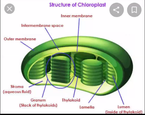 Education: Parts of the Chloroplast